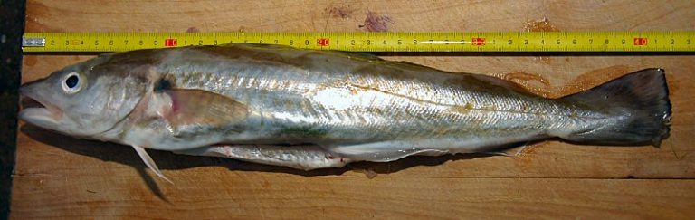 Omega 3 et la surpêche de merlan bleu - Amanprana